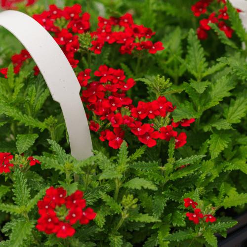 Photo of the entire plant of Garden Verbena (Verbena x hybrida ...