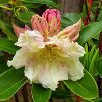 Photo of the bloom of Rhododendron 'Rockhill Ivory Ruffles' posted by ...