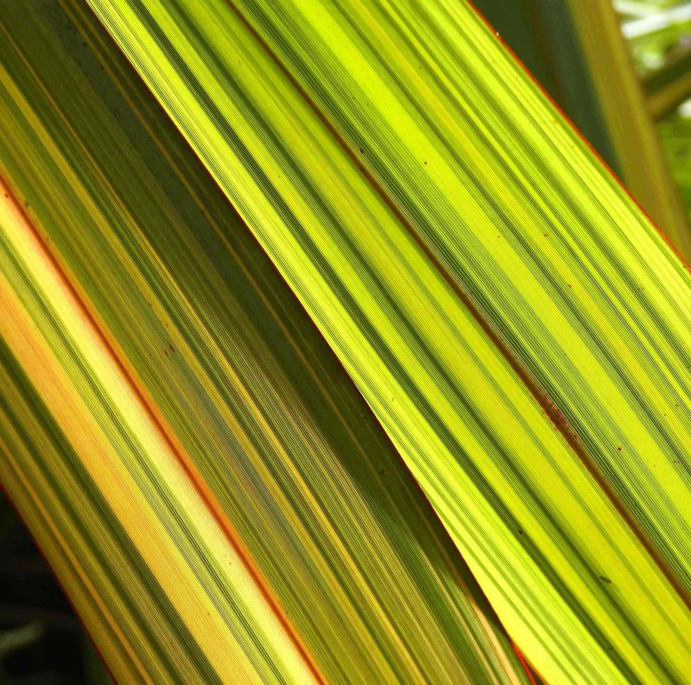 Variegated Flax (Phormium tenax 'Variegatum') - Garden.org