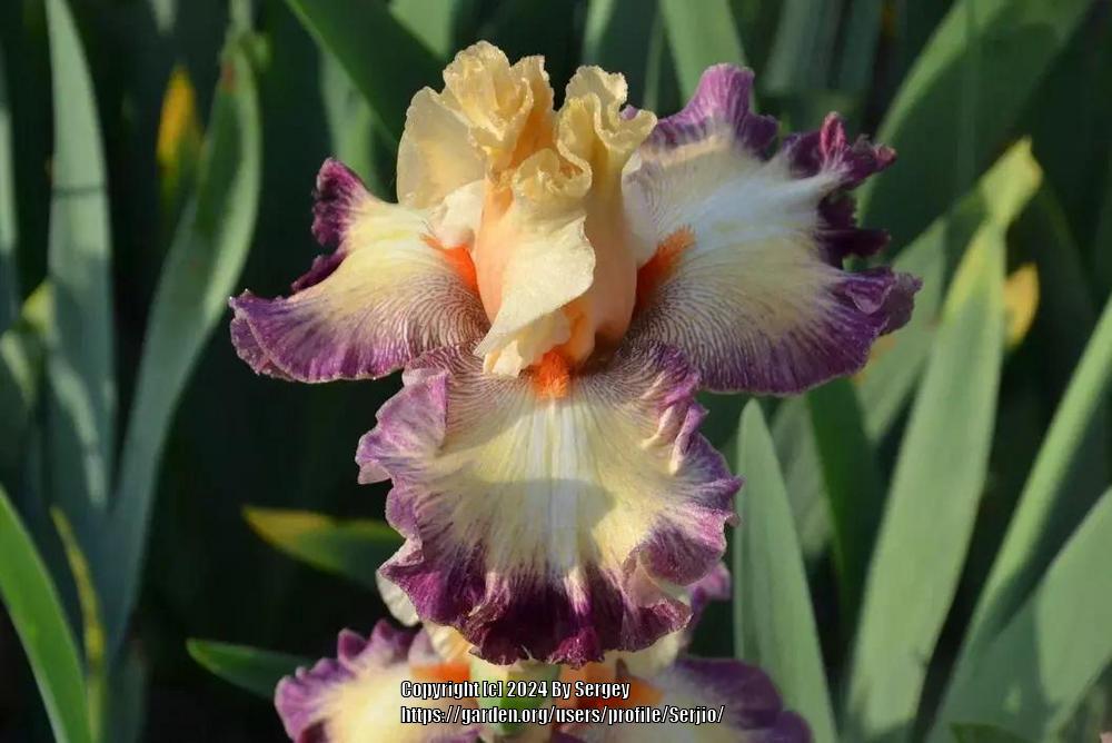 Photo of the bloom of Tall Bearded Iris (Iris 'Sunset Beauty') posted ...