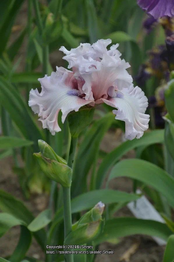 Photo of the bloom of Tall Bearded Iris (Iris 'My Pretty') posted by ...