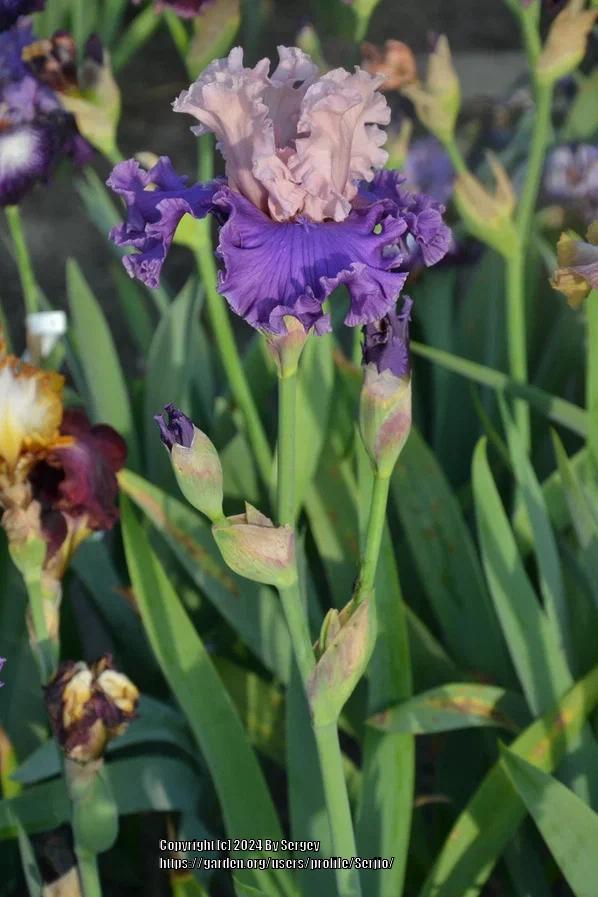 Photo of the bloom of Tall Bearded Iris (Iris 'Share the Love') posted by Serjio - Garden.org