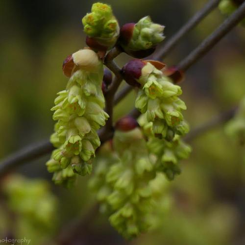 Chinese Winter Hazel (Corylopsis sinensis) - Garden.org