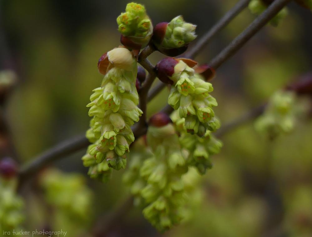 Chinese Winter Hazel (Corylopsis sinensis) - Garden.org