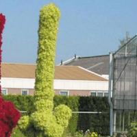 Photo of the bloom of Purple Amaranth (Amaranthus cruentus 'Towers ...