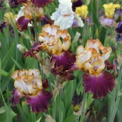 Tall Bearded Iris (Iris 'Top Line') in the Irises Database - Garden.org