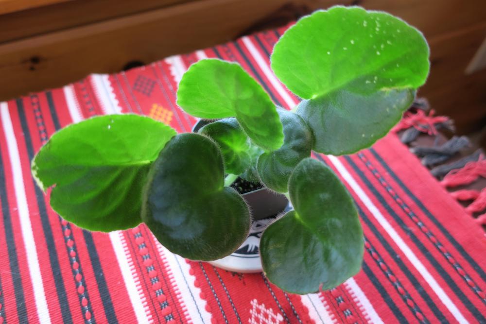 Photo of the entire plant of African Violet (Streptocarpus 'King's ...