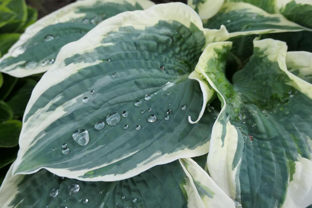 Hosta 'Barbara Ann' in the Hostas Database - Garden.org
