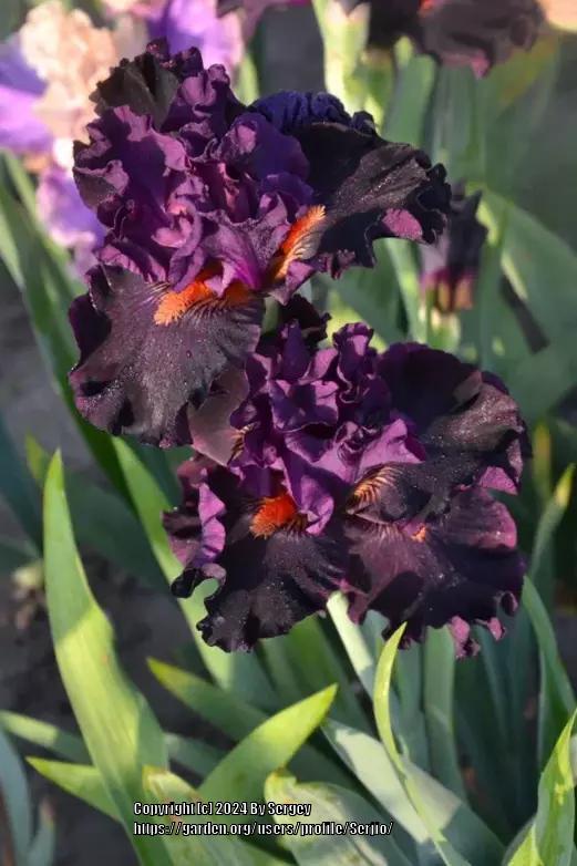 Photo of the bloom of Tall Bearded Iris (Iris 'Daffy Duck') posted by ...