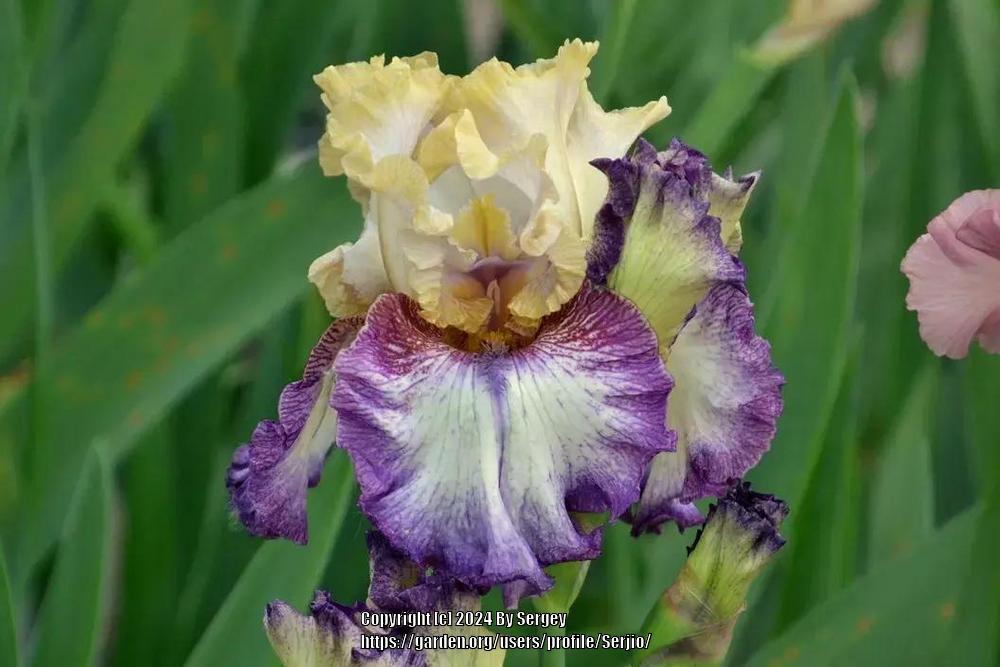Photo of the bloom of Tall Bearded Iris (Iris 'Bullet Points') posted ...