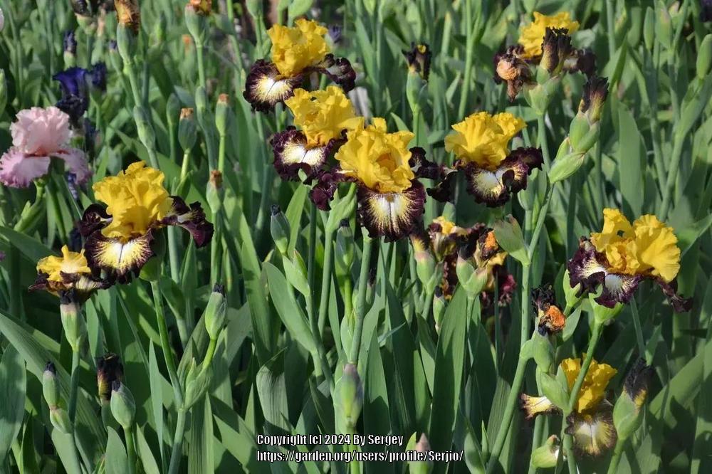 Photo of the bloom of Tall Bearded Iris (Iris 'Magic Ring') posted by ...
