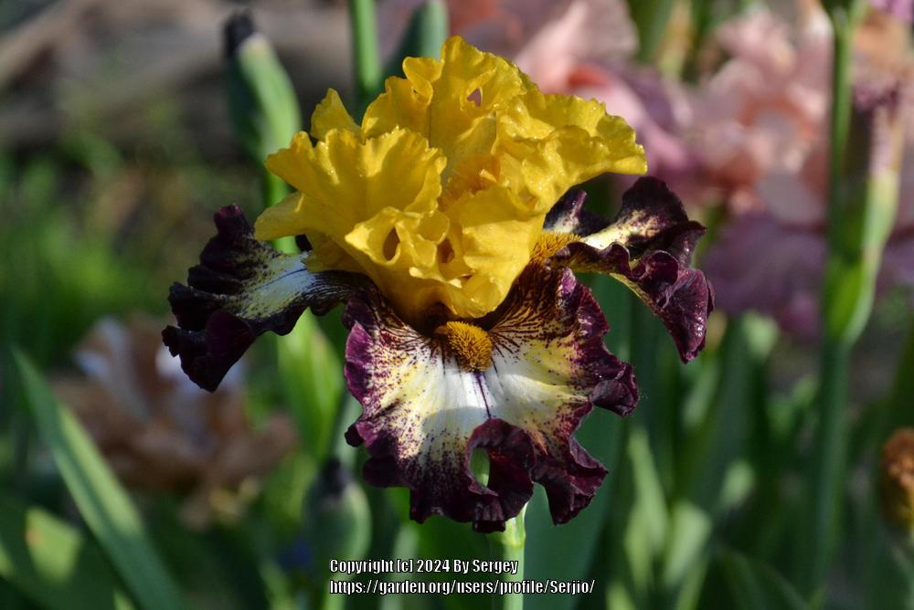 Photo of the bloom of Tall Bearded Iris (Iris 'Magic Ring') posted by Serjio - Garden.org