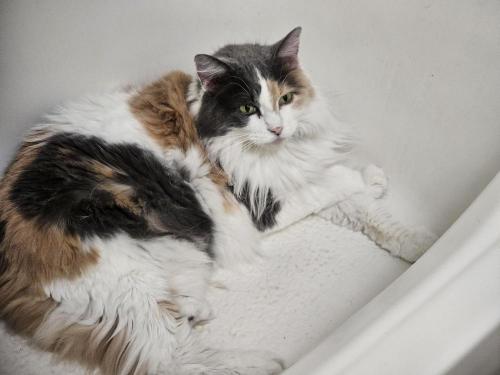 Pet Love 2024 in the Sandbox forum - Garden.org