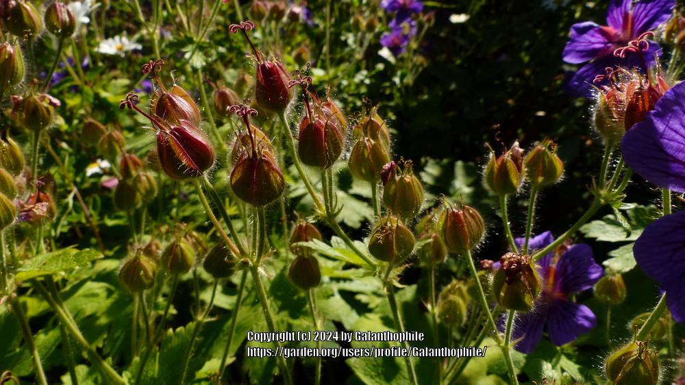 Photo of the seed pods or heads of Geranium (Geranium x magnificum ...
