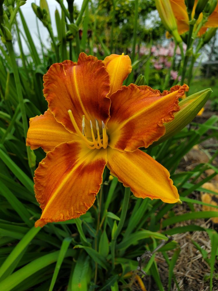 Photo of the bloom of Daylily (Hemerocallis 'Ruth Olson') posted by ...