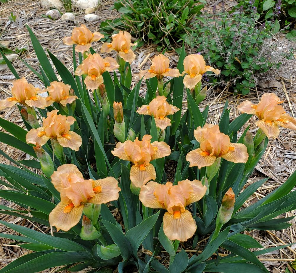 Photo of the entire plant of Miniature Dwarf Bearded Iris (Iris 'Tiny ...
