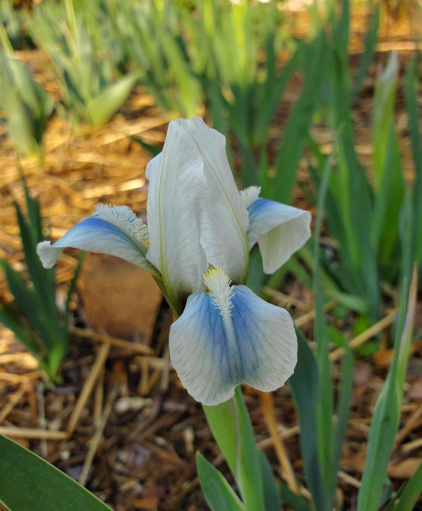 Miniature Dwarf Bearded Iris (Iris 'Flirty Eyes') in the Irises ...