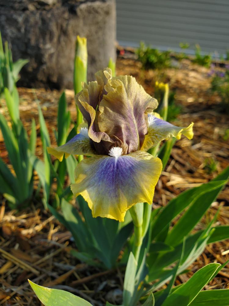 Standard Dwarf Bearded Iris (Iris 'Spock') in the Irises Database ...
