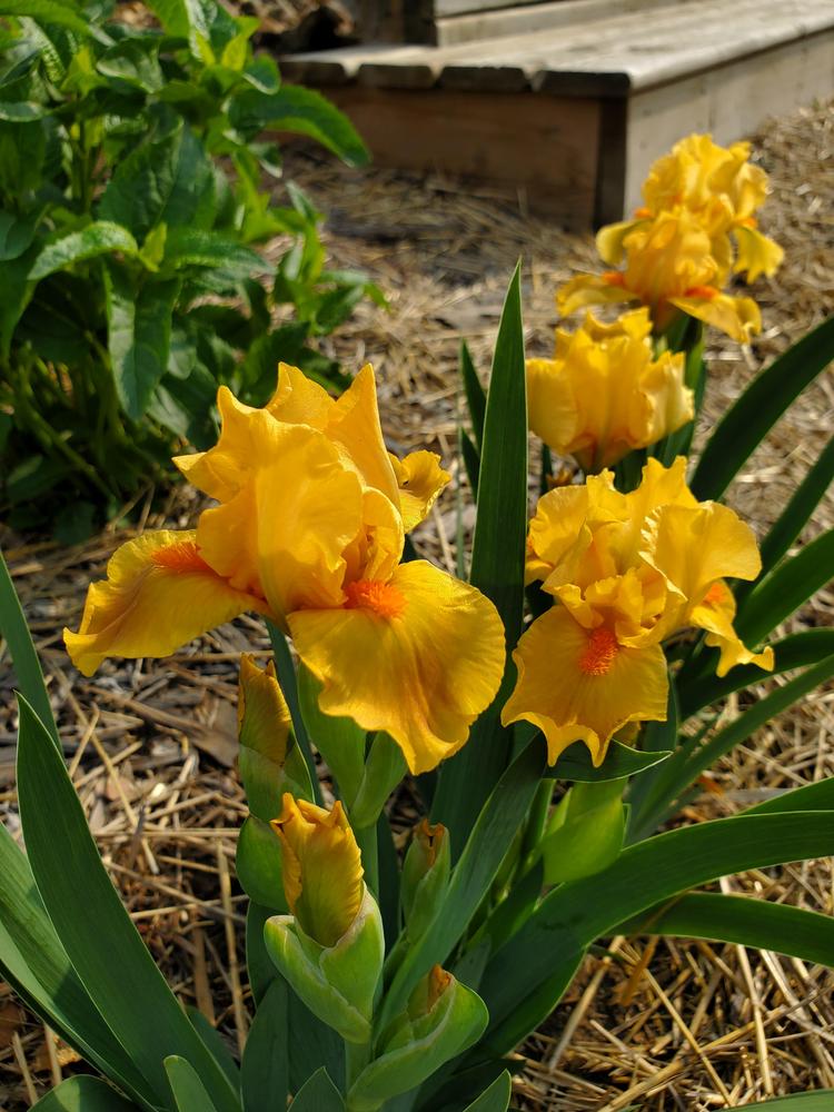Photo of the entire plant of Standard Dwarf Bearded Iris (Iris 'Crash ...