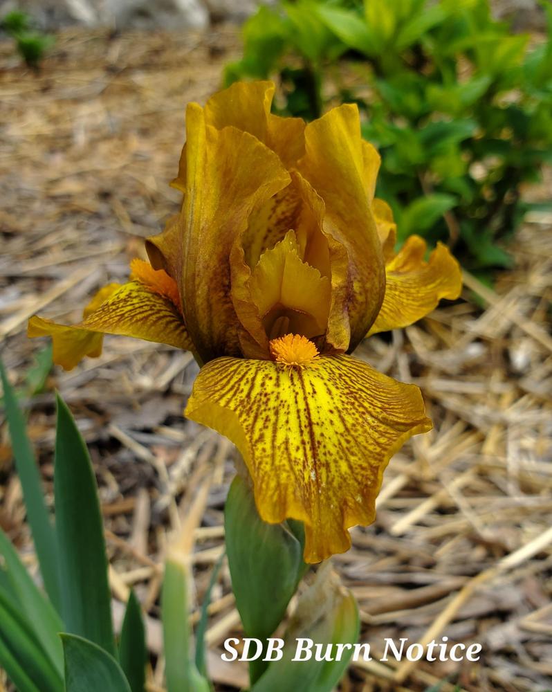 Standard Dwarf Bearded Iris (Iris 'Burn Notice') in the Irises Database ...