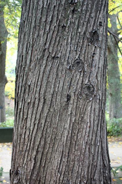 Cedar of Goa (Cupressus lusitanica) - Garden.org