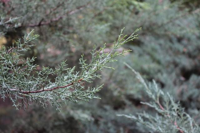 Photo of the leaves of Cedar of Goa (Cupressus lusitanica) posted by ...