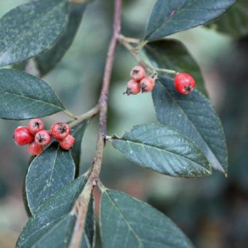 Large-leaf Cotoneaster (Cotoneaster glaucophyllus) - Garden.org