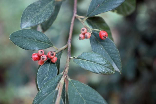 Large-leaf Cotoneaster (Cotoneaster glaucophyllus) - Garden.org