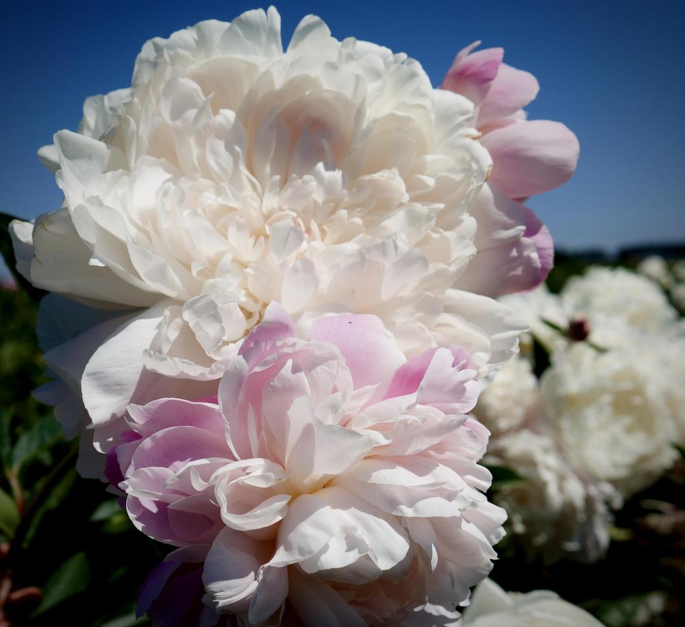 Photo of the bloom of Chinese Peony (Paeonia lactiflora 'Nick Shaylor ...