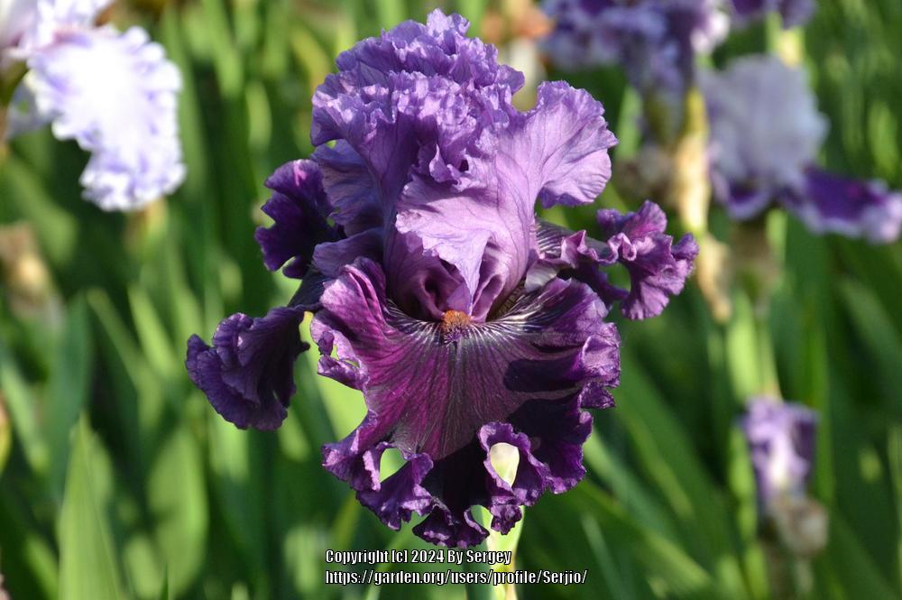 Photo of the bloom of Tall Bearded Iris (Iris 'Rolling in the Deep ...