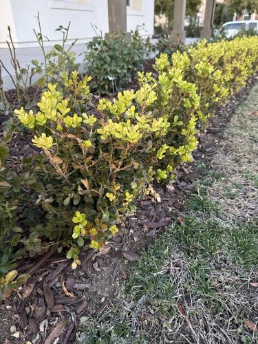 Boxwood yellow and brown in the Pests and Diseases forum - Garden.org