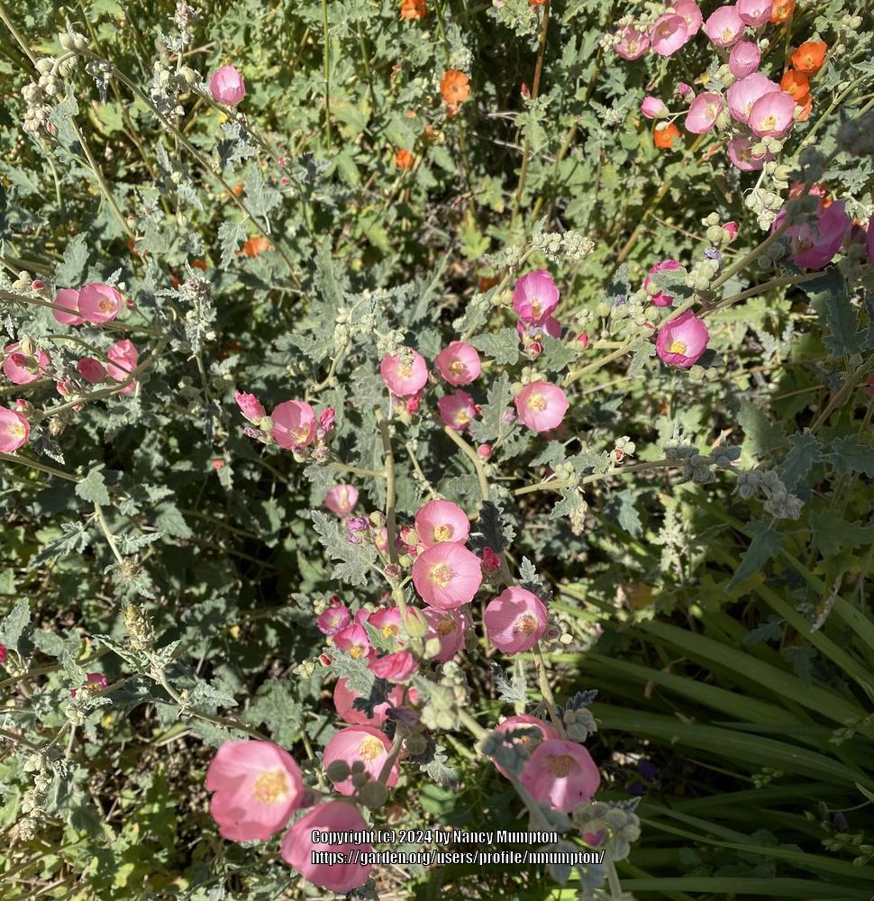Photo of the entire plant of Desert Globemallow (Sphaeralcea ambigua ...