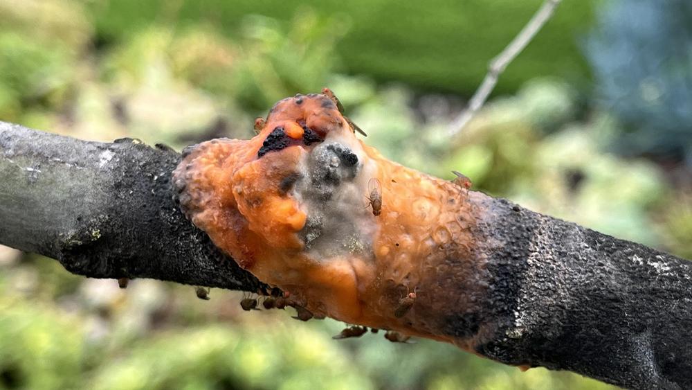 Maple Branch oozing in the Pests and Diseases forum - Garden.org