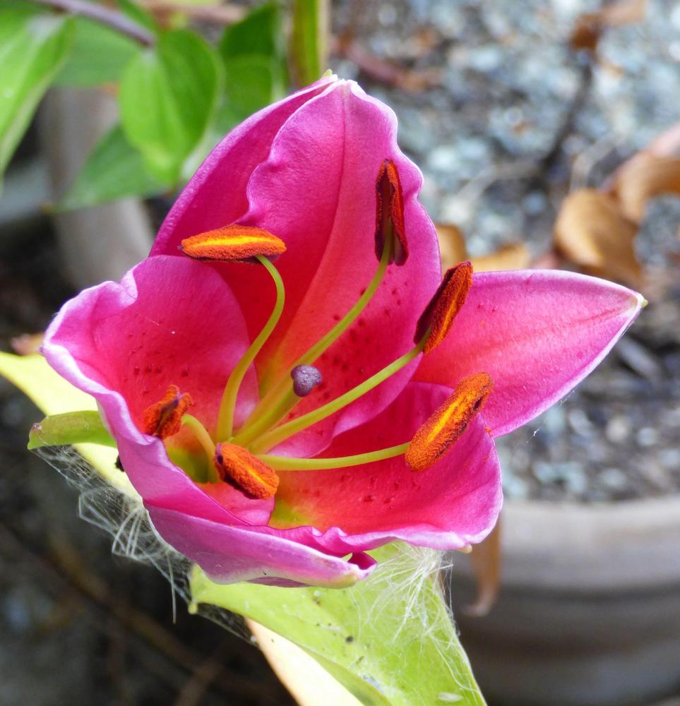Photo of the bloom of Lily (Lilium 'Tarrango') posted by KGFerg ...