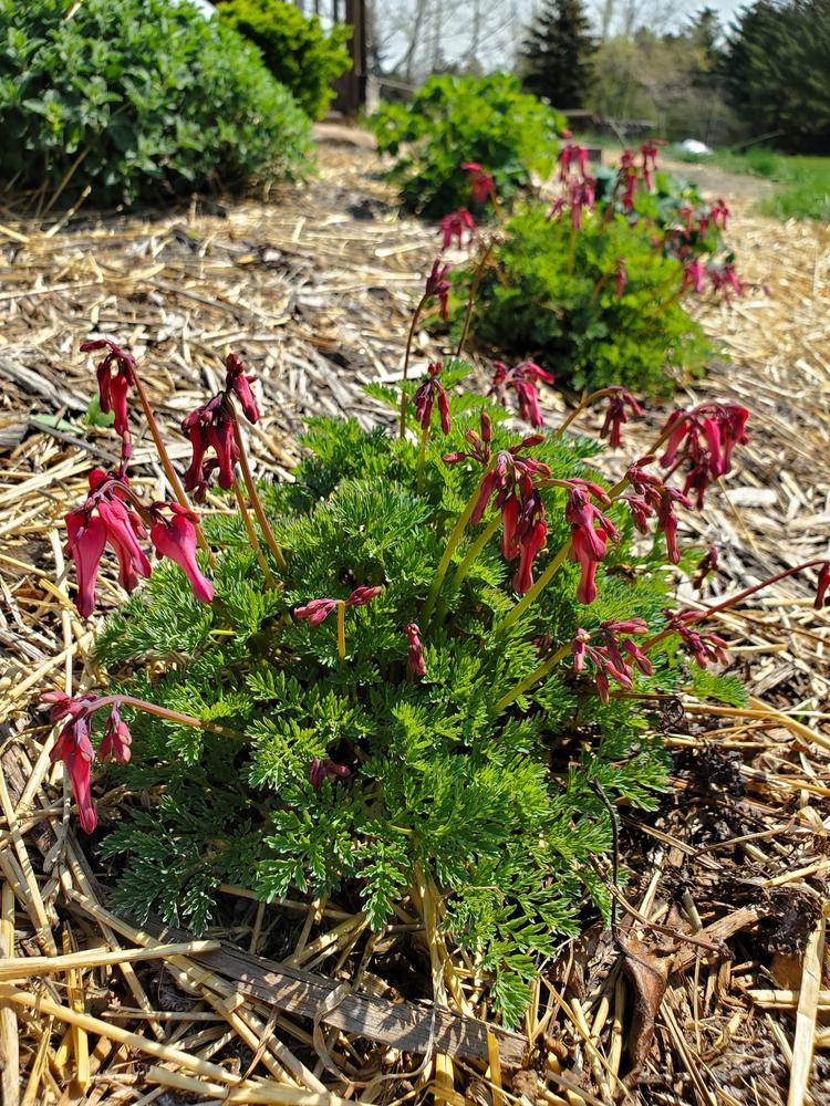 Photo of the entire plant of Fern-Leaved Bleeding Heart (Dicentra 'Pink ...