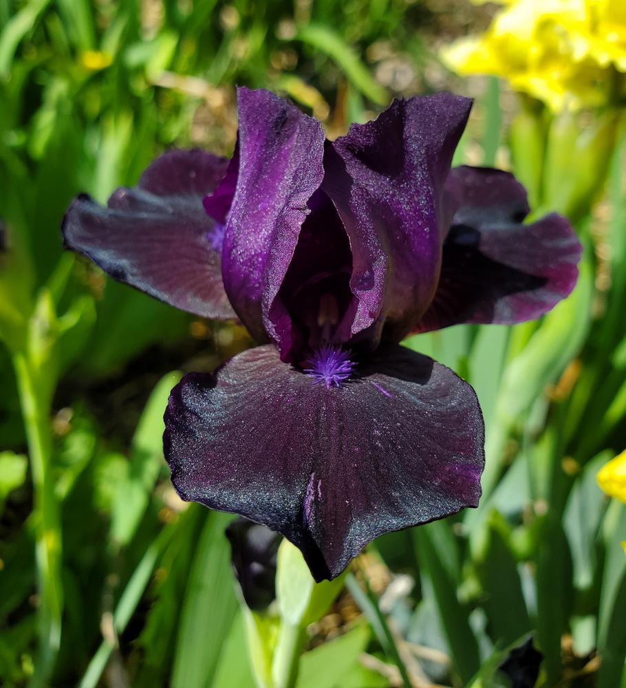 Photo of the bloom of Standard Dwarf Bearded Iris (Iris 'Black ...