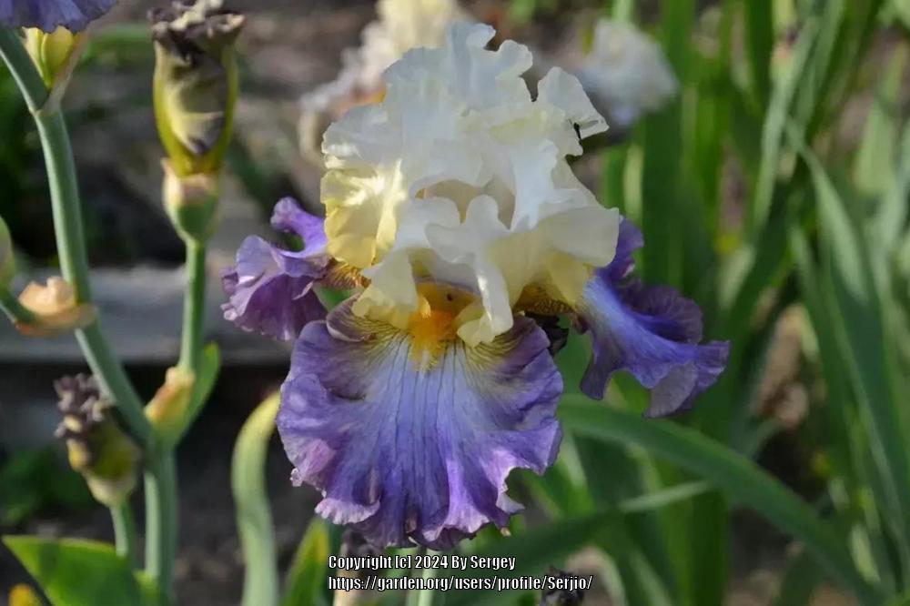 Photo of the bloom of Tall Bearded Iris (Iris 'Dangerous Horizon') posted by Serjio - Garden.org