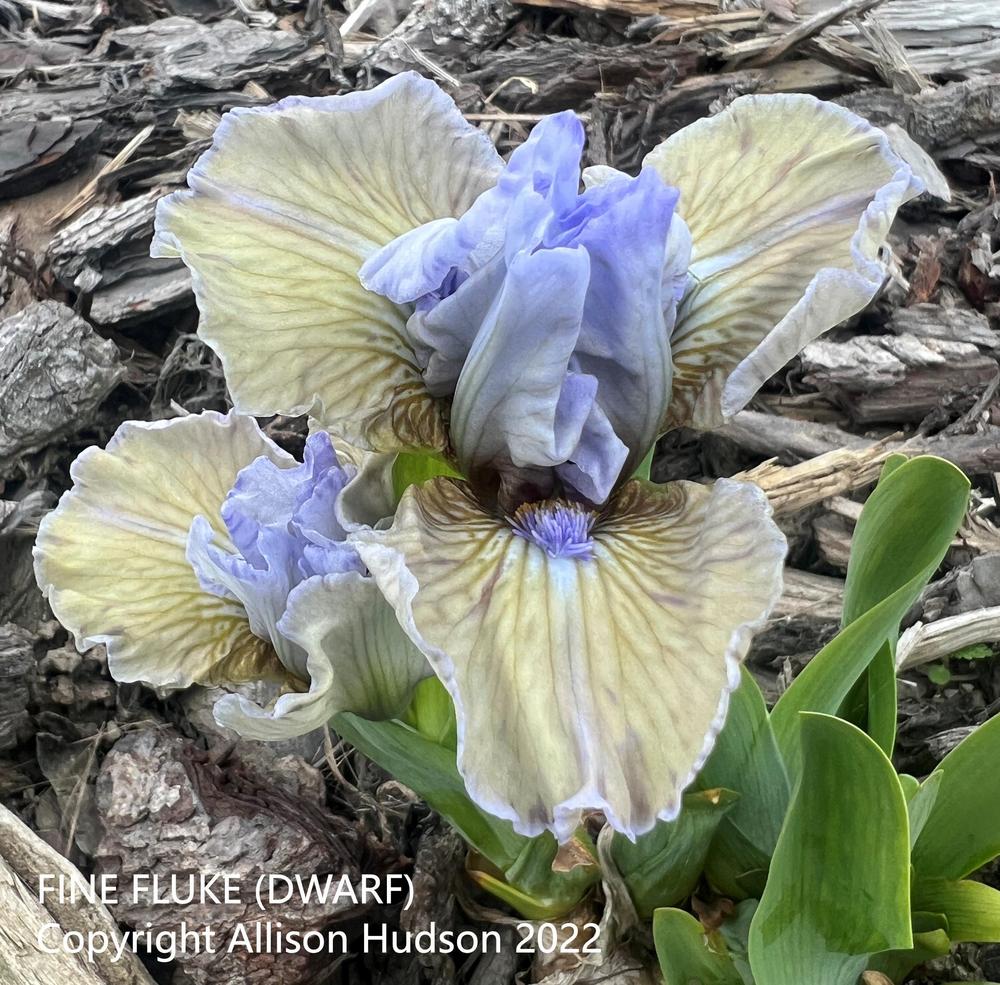 Photo of the bloom of Standard Dwarf Bearded Iris (Iris 'Fine Fluke') posted by allisonhudso ...