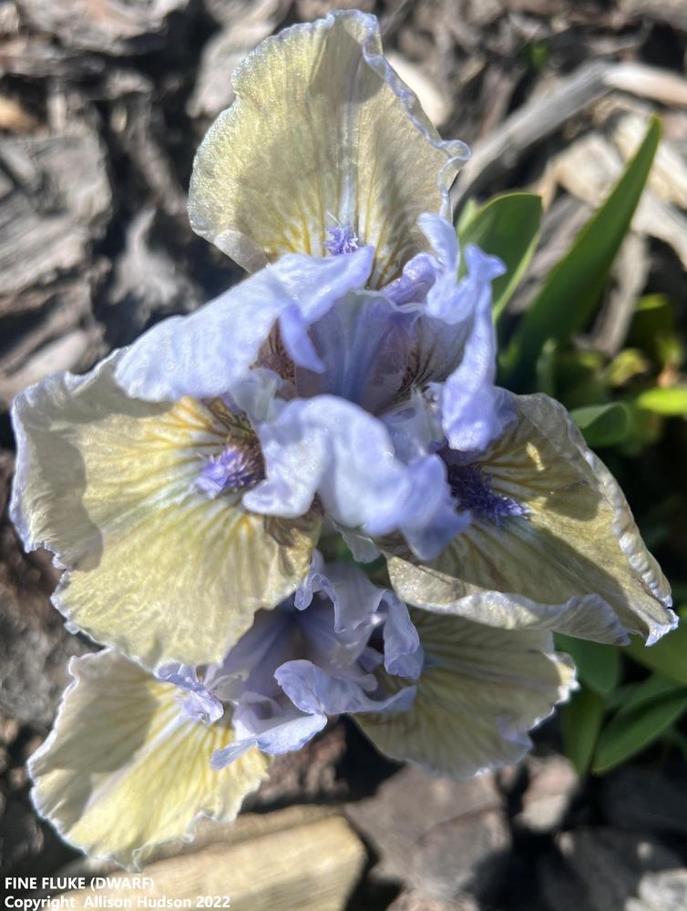 Photo of the bloom of Standard Dwarf Bearded Iris (Iris 'Fine Fluke') posted by allisonhudso ...