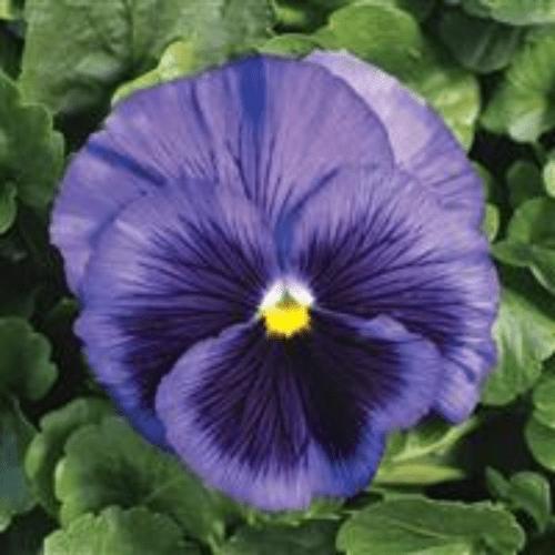 Photo of the bloom of Pansy (Viola x wittrockiana Delta™ Premium Blue ...