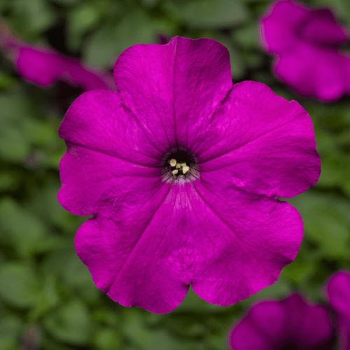 Petunia Damask™ Violet in the Petunias Database - Garden.org
