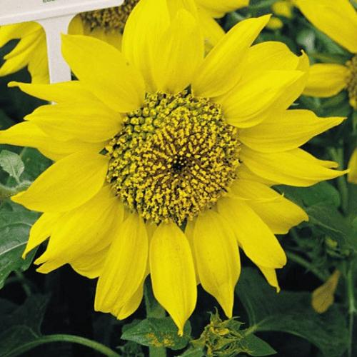 Dwarf Sunflower (Helianthus annuus 'Pacino Gold') in the Sunflowers ...