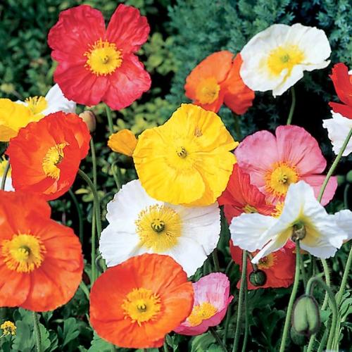 Poppy (Papaver nudicaule Spring Fever® Mix) in the Poppies Database ...