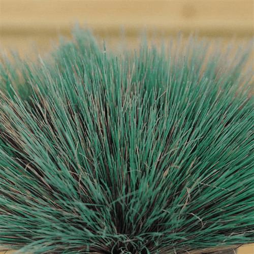 Gray Clubawn Grass (Corynephorus canescens 'Spiky Blue') - Garden.org