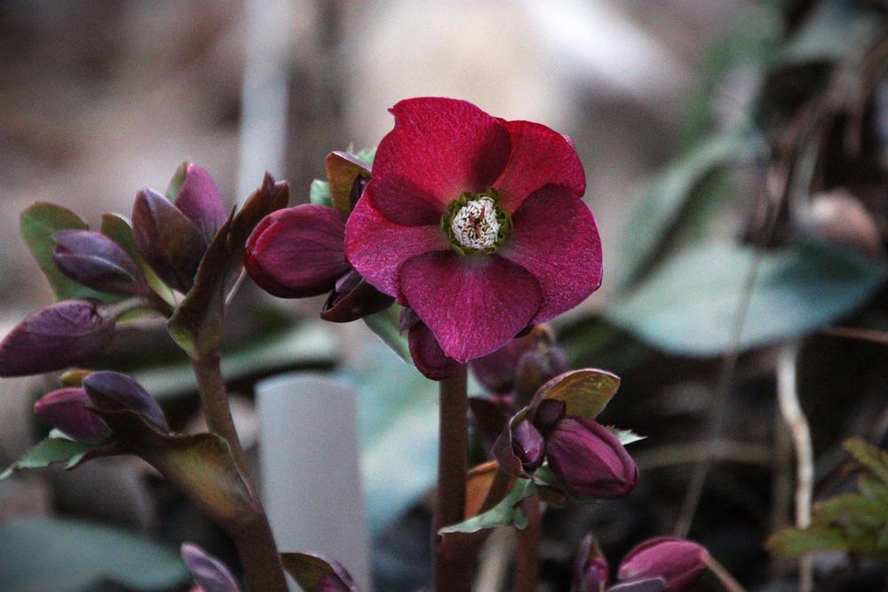 Photo of the bloom of Hellebore (Helleborus Gold Collection® Ice N ...