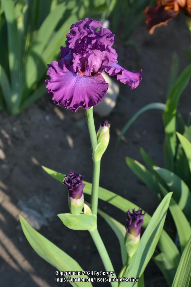Photo of the bloom of Tall Bearded Iris (Iris 'Elegant Ruffles') posted ...