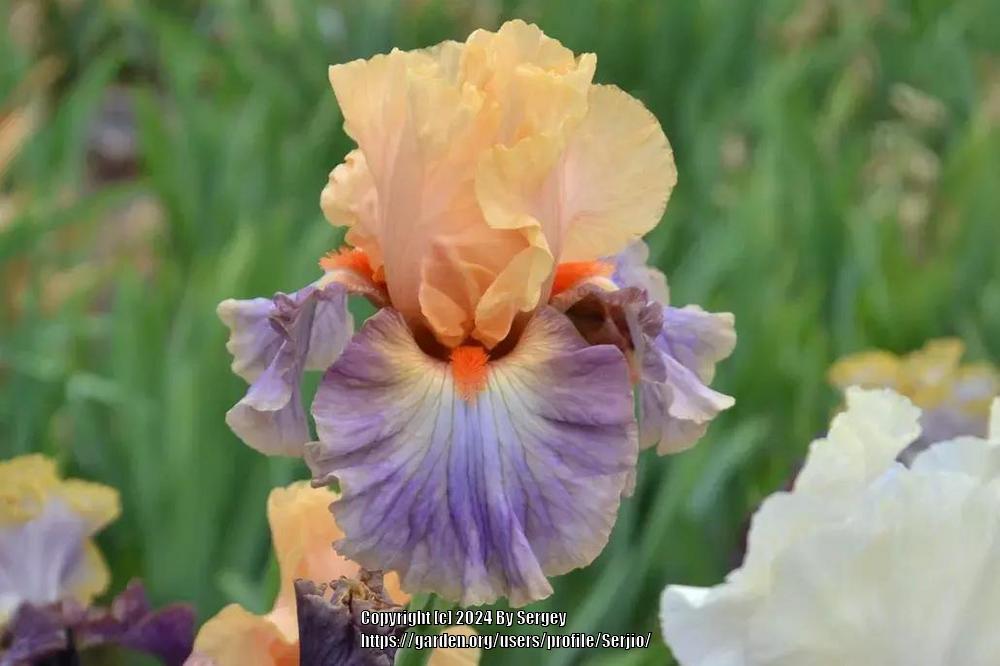 Photo of the bloom of Tall Bearded Iris (Iris 'Rainbow Fairy') posted by Serjio - Garden.org
