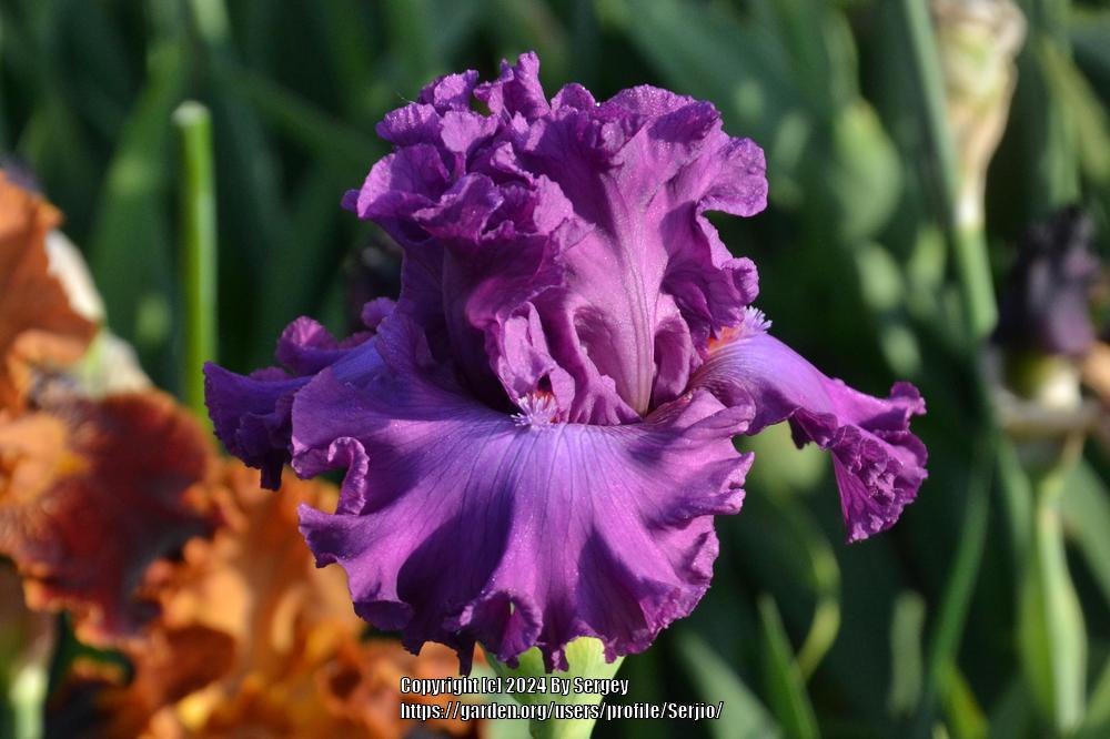 Photo of the bloom of Tall Bearded Iris (Iris 'Elegant Ruffles') posted ...