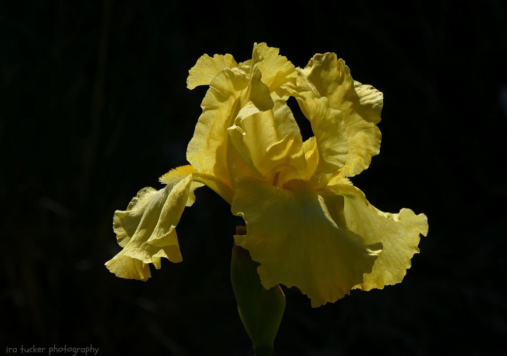 Photo of the bloom of Tall Bearded Iris (Iris 'Lilla') posted by ...