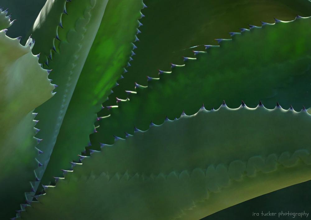Photo of the thorns, spines, prickles or teeth of Century Plant (Agave ...